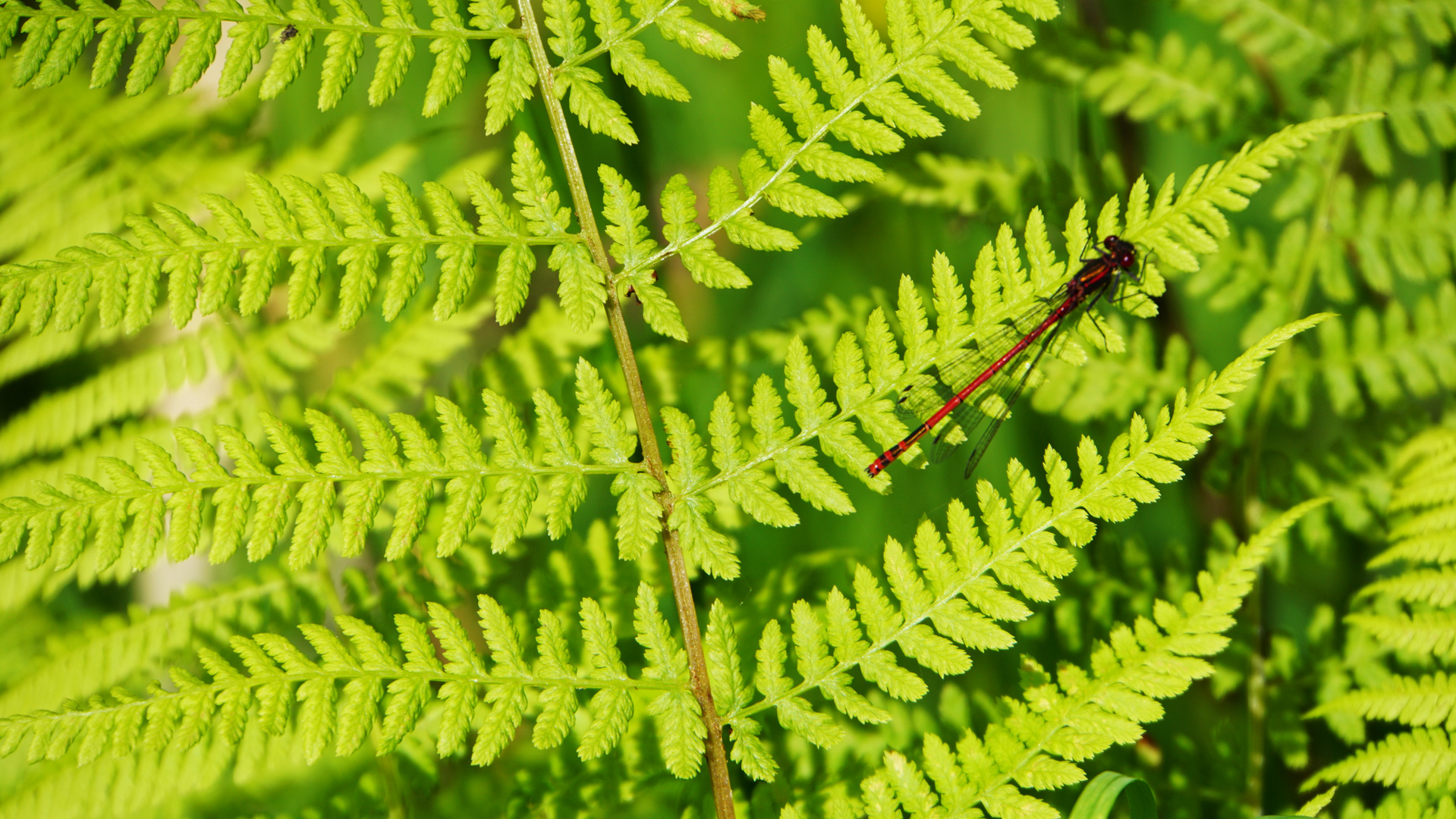 Légéreté..... photo et image | nature, libellule, insecte Images ...