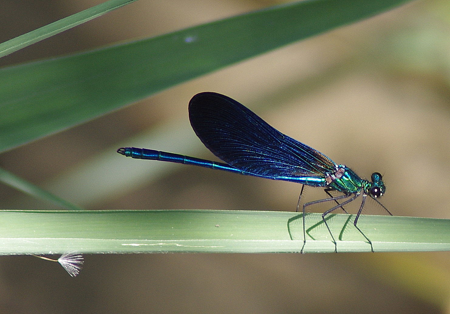 Légèreté ...... photo et image | macro nature, macro insectes ...