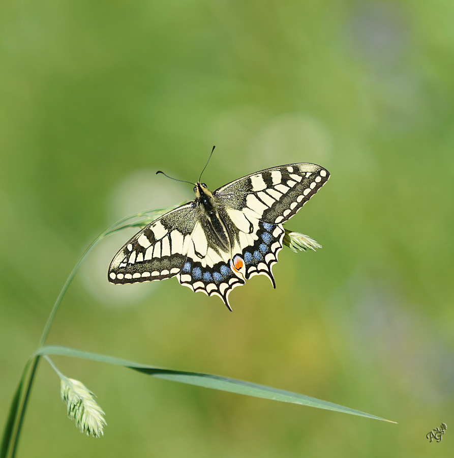 Légéreté .... photo et image | macro nature, macro insectes, papillons ...