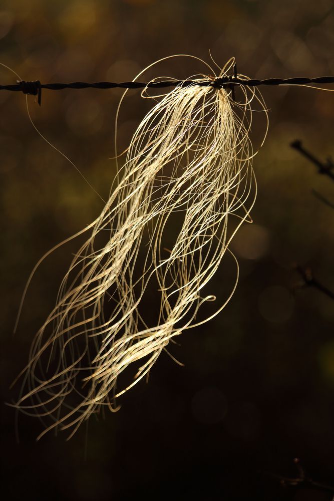 Légéreté photo et image | nature abstraite, nature Images fotocommunity