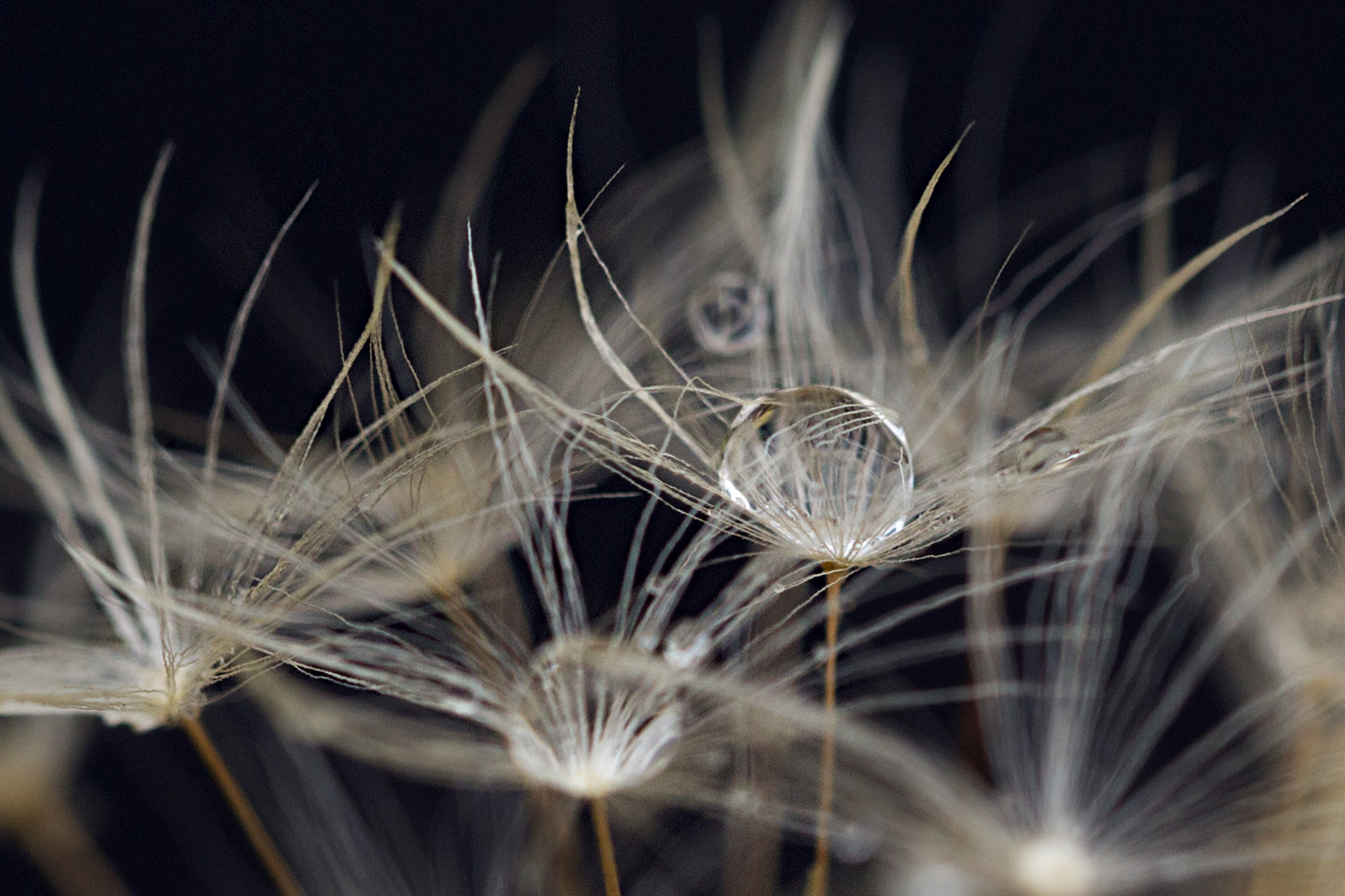 Légéreté photo et image | macro nature, macro divers, nature Images ...