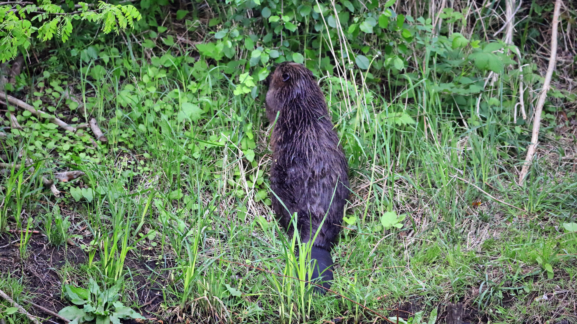 Legga Blätter Foto & Bild | natur, tiere, wildlife Bilder auf fotocommunity