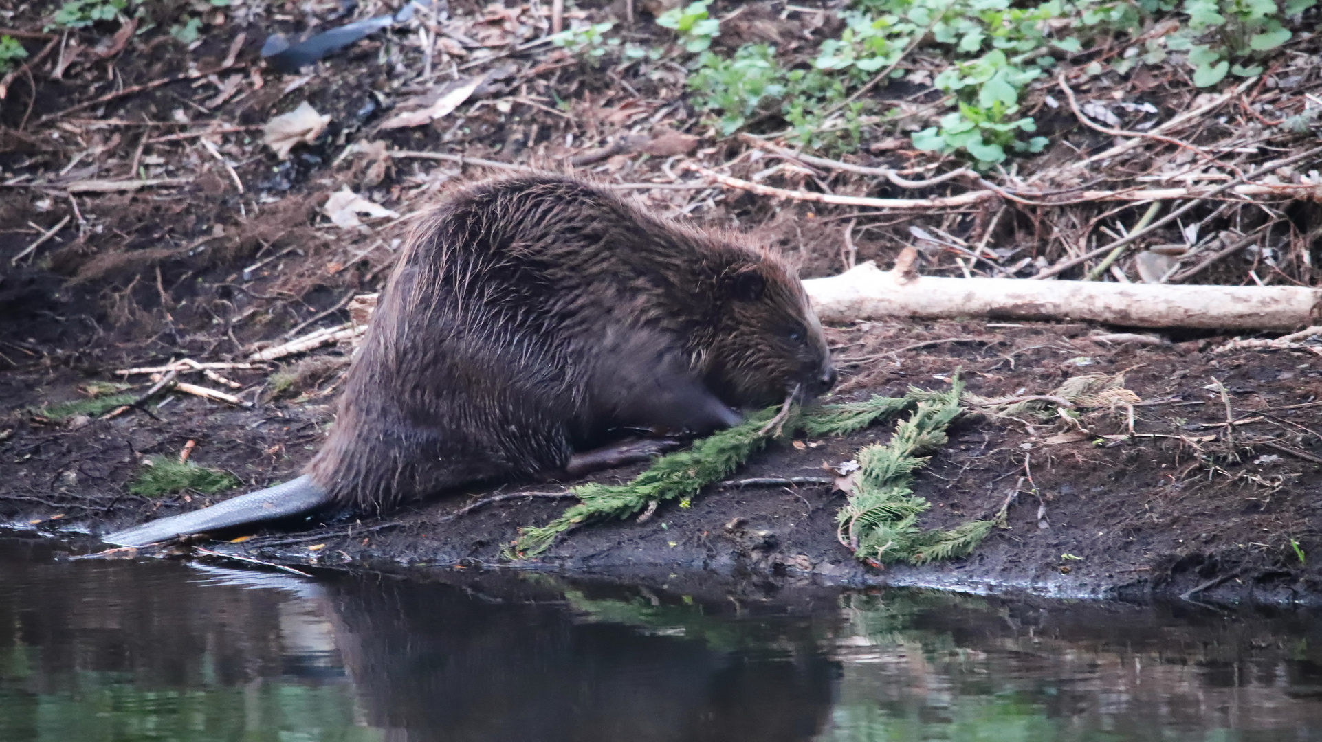 Legga Koniferen Foto & Bild | natur, tiere, wildlife Bilder auf ...