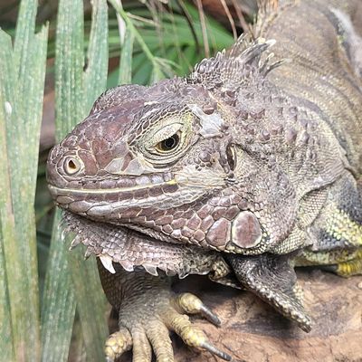 Reptilien Bilder & Fotos