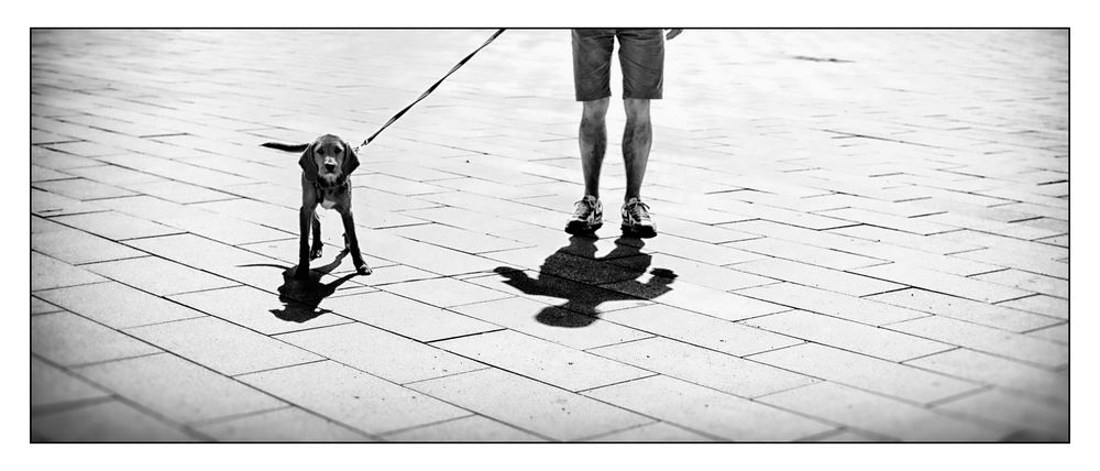 Legs & Shadows Foto & Bild | outdoor, schatten, hund Bilder auf ...