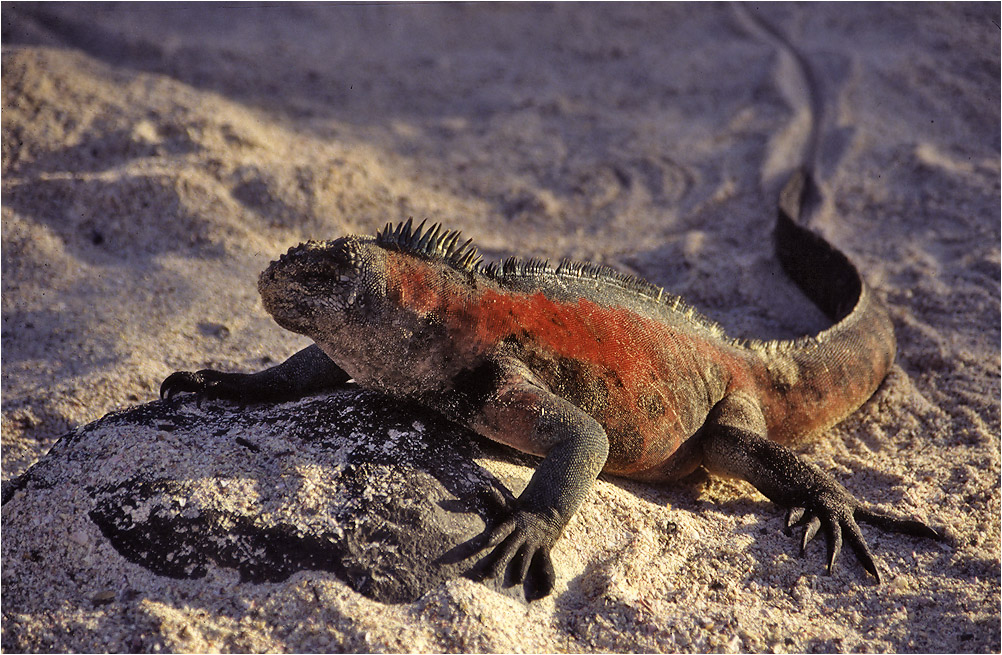 Leguan Foto & Bild | natur, tiere, wildlife Bilder auf fotocommunity