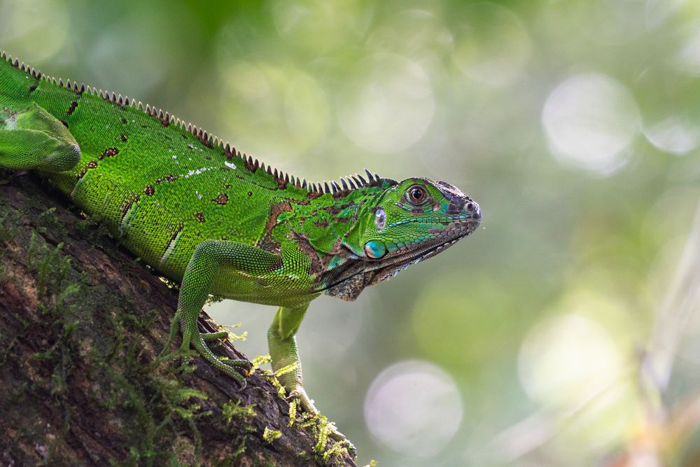 Leguan______________________ Foto & Bild | tiere, wildlife, amphibien ...