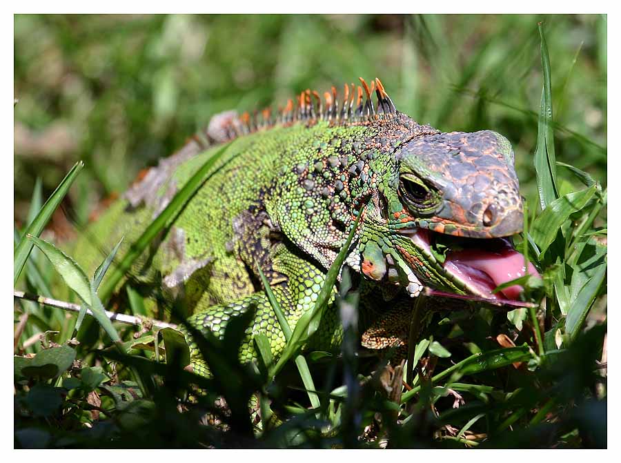 Leguan Foto & Bild | tiere, wildlife, amphibien & reptilien Bilder auf ...
