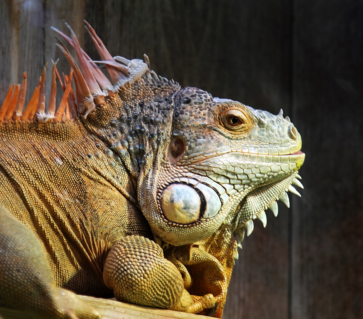 Leguan Foto & Bild | tiere, zoo, wildpark & falknerei, tieraufnahmen ...