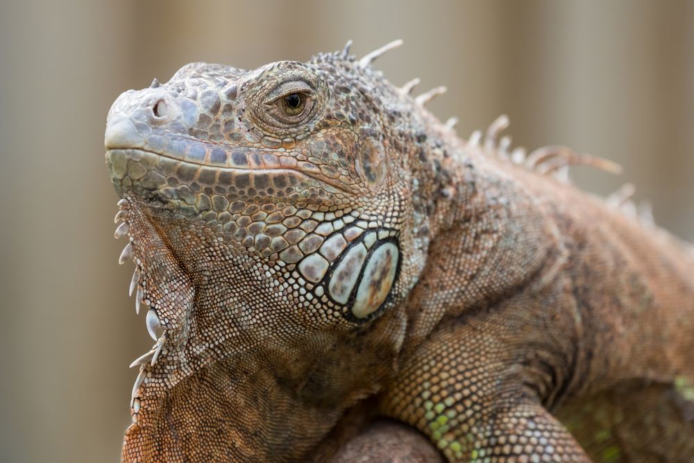 Leguan Foto & Bild | berlin, natur, tiere Bilder auf fotocommunity