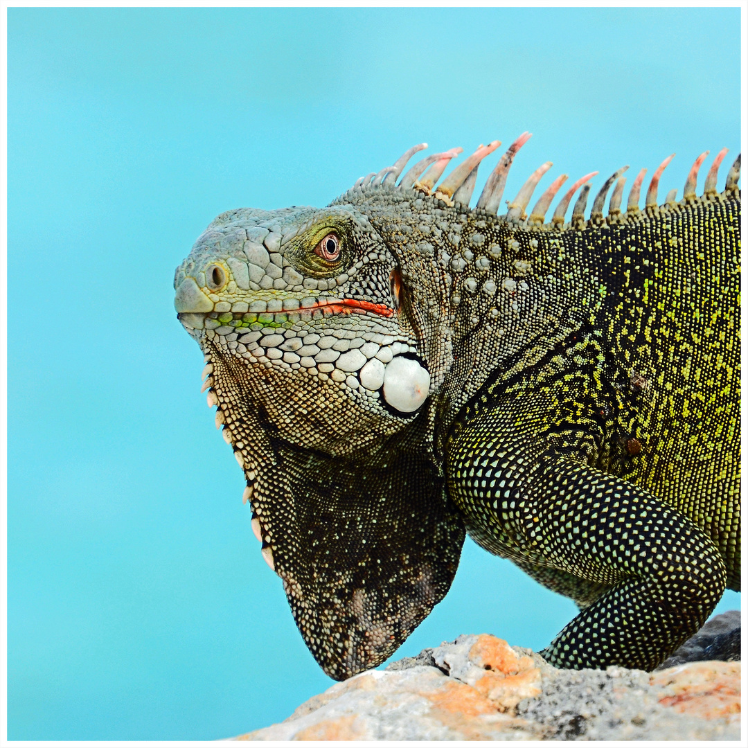 Leguan Foto & Bild | tiere, wildlife, amphibien & reptilien Bilder auf ...