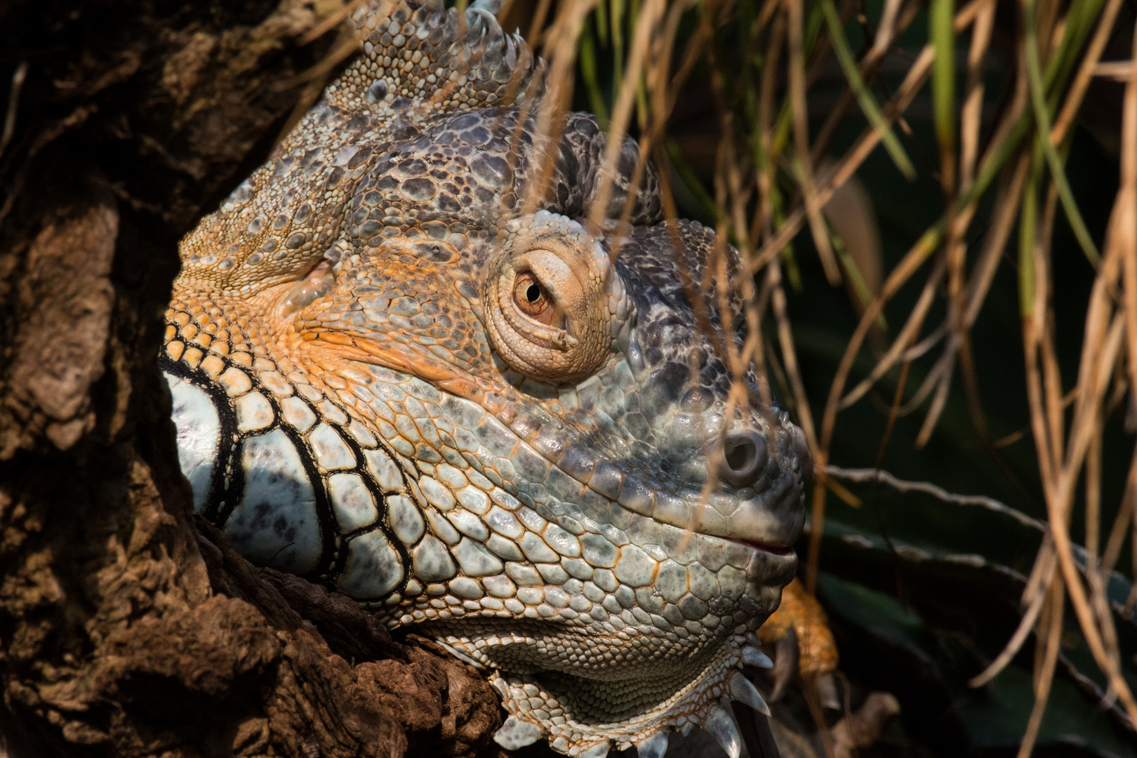 leguan Foto & Bild | wild, reptilien, leguan Bilder auf fotocommunity