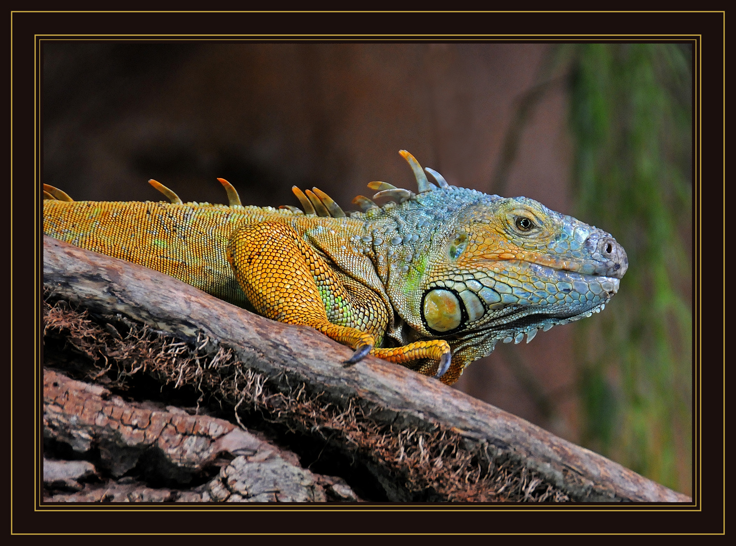 Leguan Foto & Bild | tiere, zoo, wildpark & falknerei, amphibien ...
