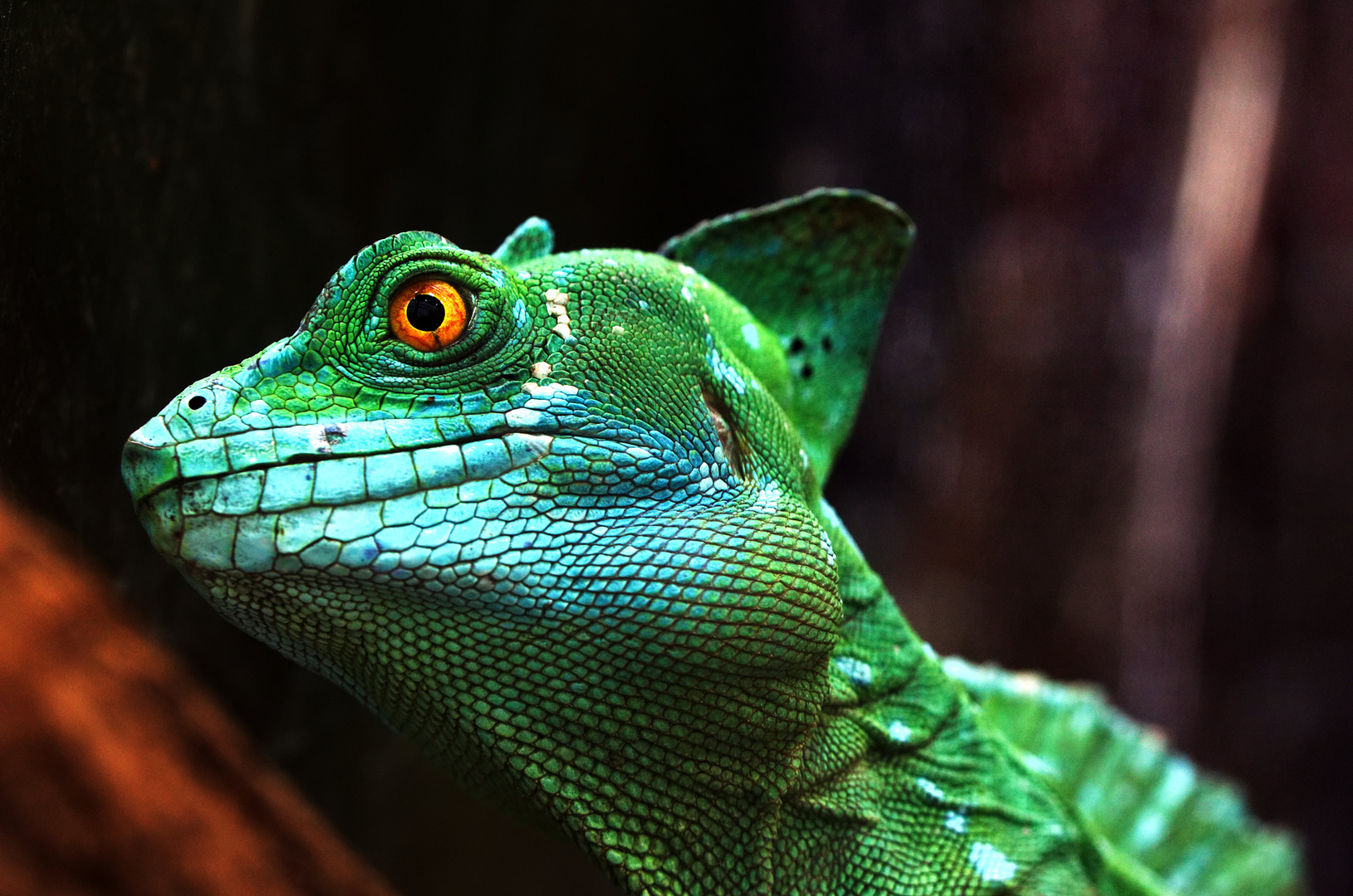 Leguan Foto & Bild | tiere, wildlife, amphibien & reptilien Bilder auf ...