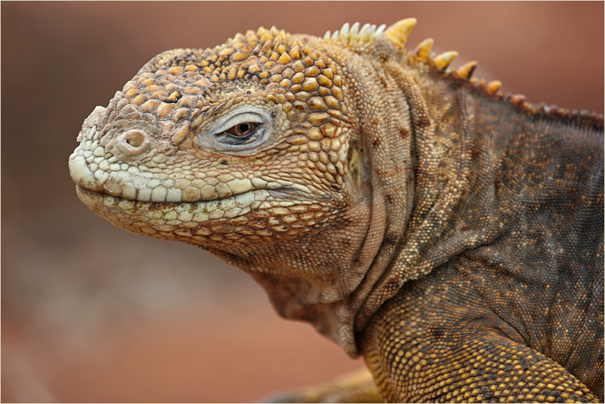 Leguan Foto & Bild | south america, ecuador, galapagos Bilder auf ...