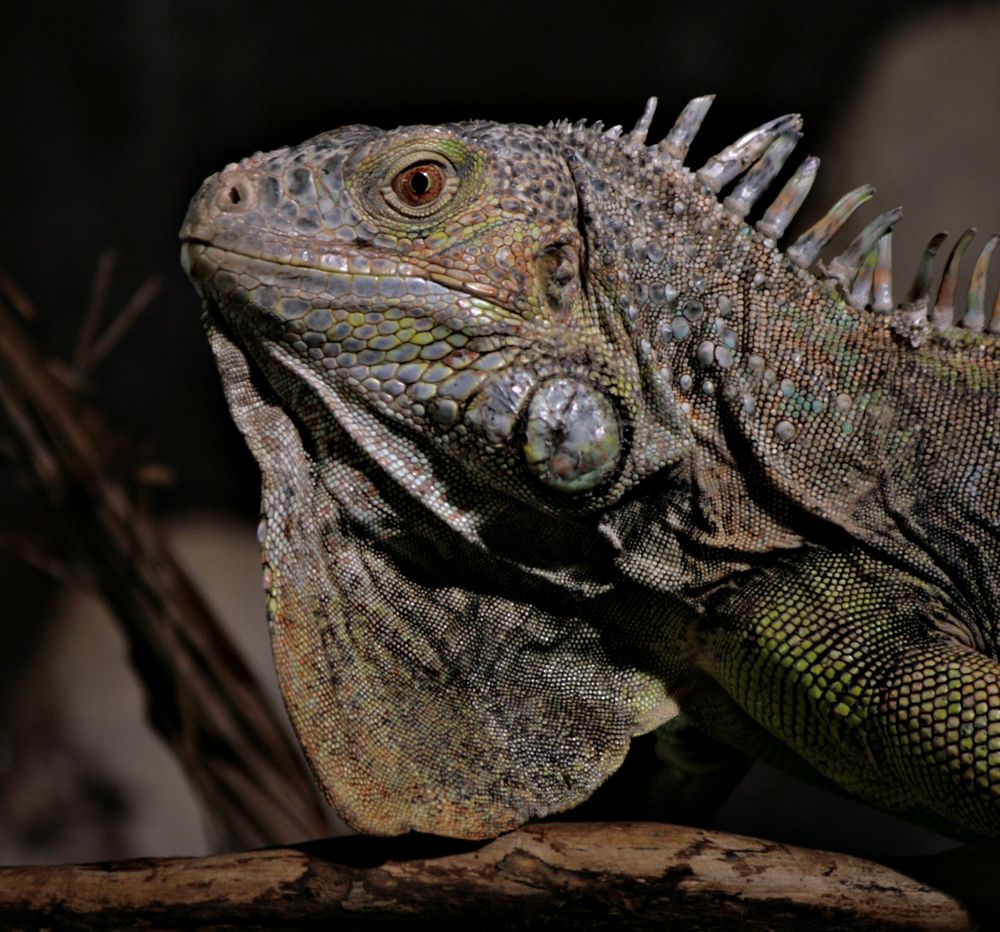 Leguan - Bild & Foto von Sebastian Tubbesing aus Die besten Bilder ...