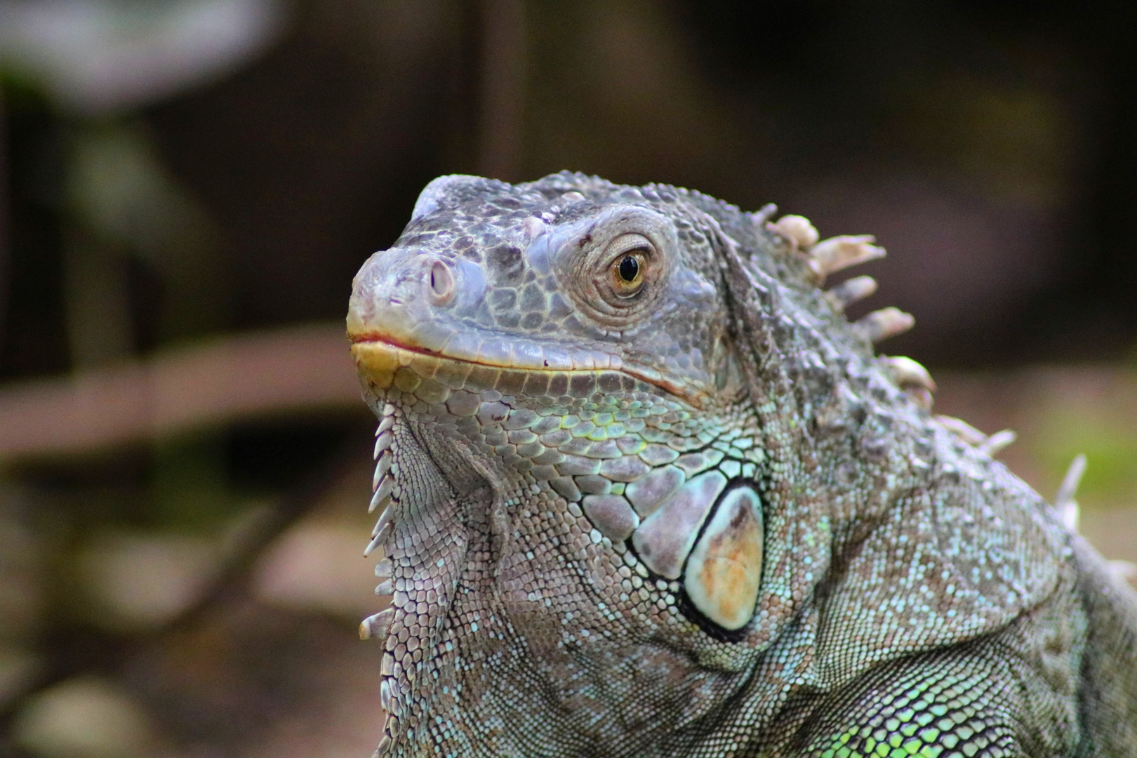 Leguan Foto & Bild | natur, potrait, zoo Bilder auf fotocommunity