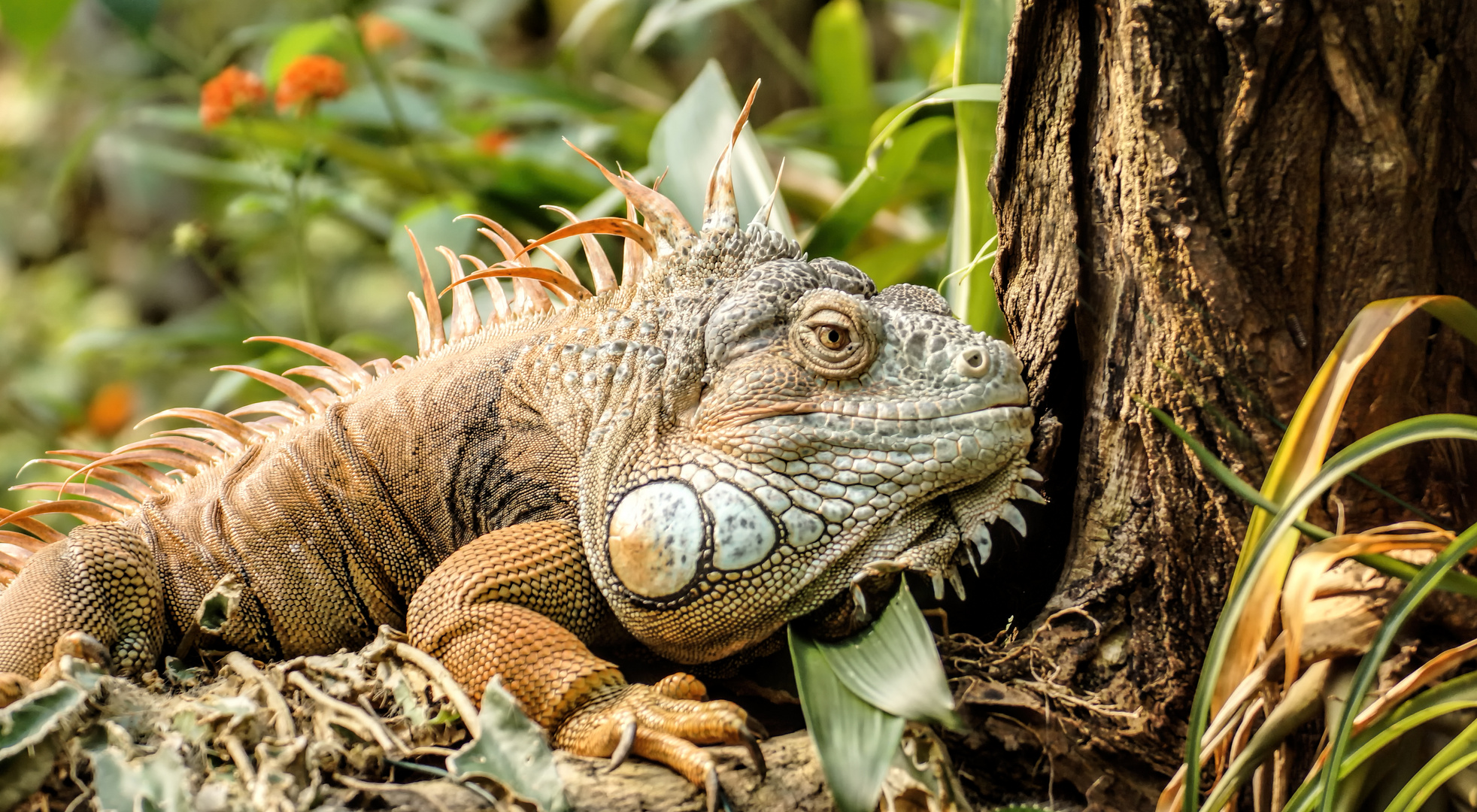 Leguan Foto & Bild | natur, tier, tiere Bilder auf fotocommunity