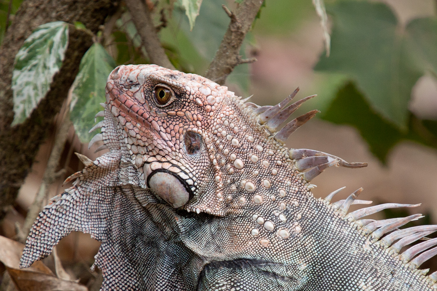 Leguan Foto & Bild | north america, central america, costa rica Bilder ...