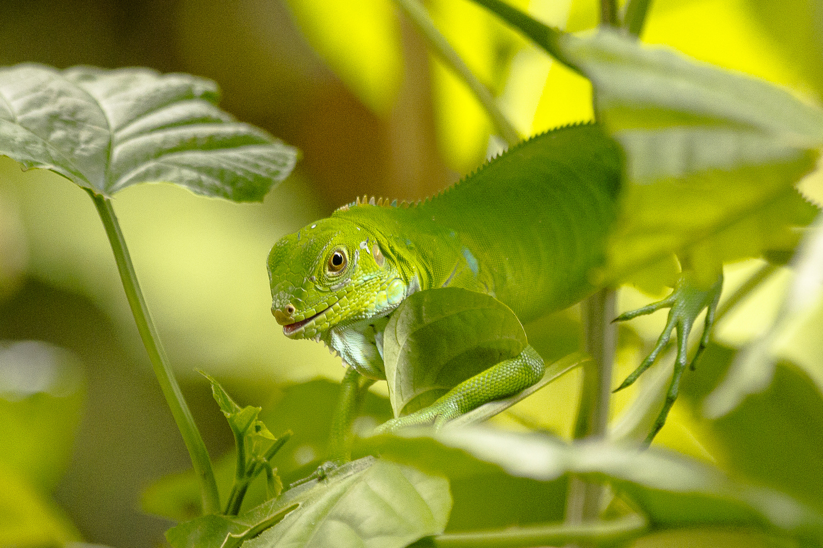 leguan Foto & Bild | animalisch, natur, reisen Bilder auf fotocommunity