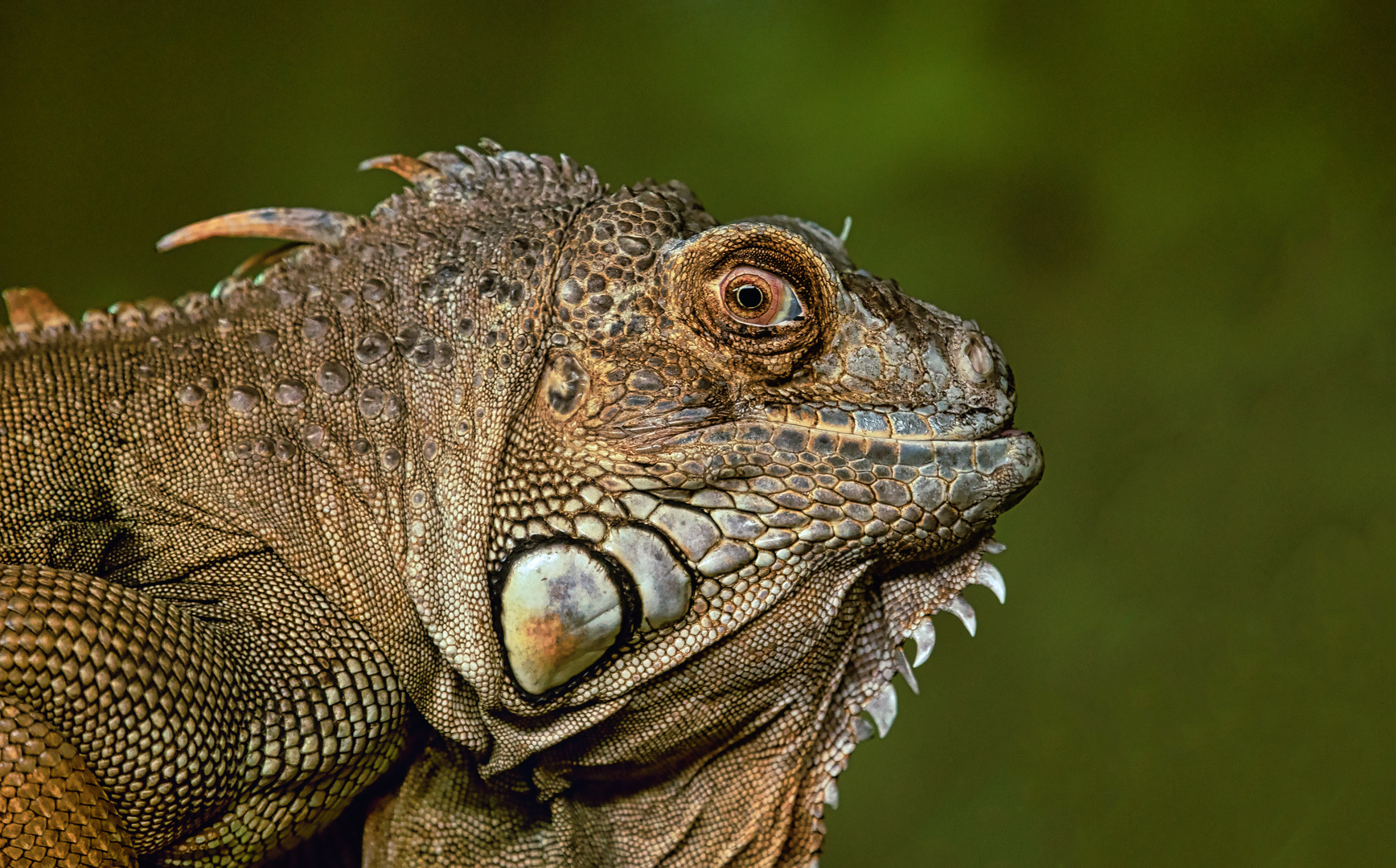 Leguan Foto & Bild | tiere, tierdetails, fotos Bilder auf fotocommunity