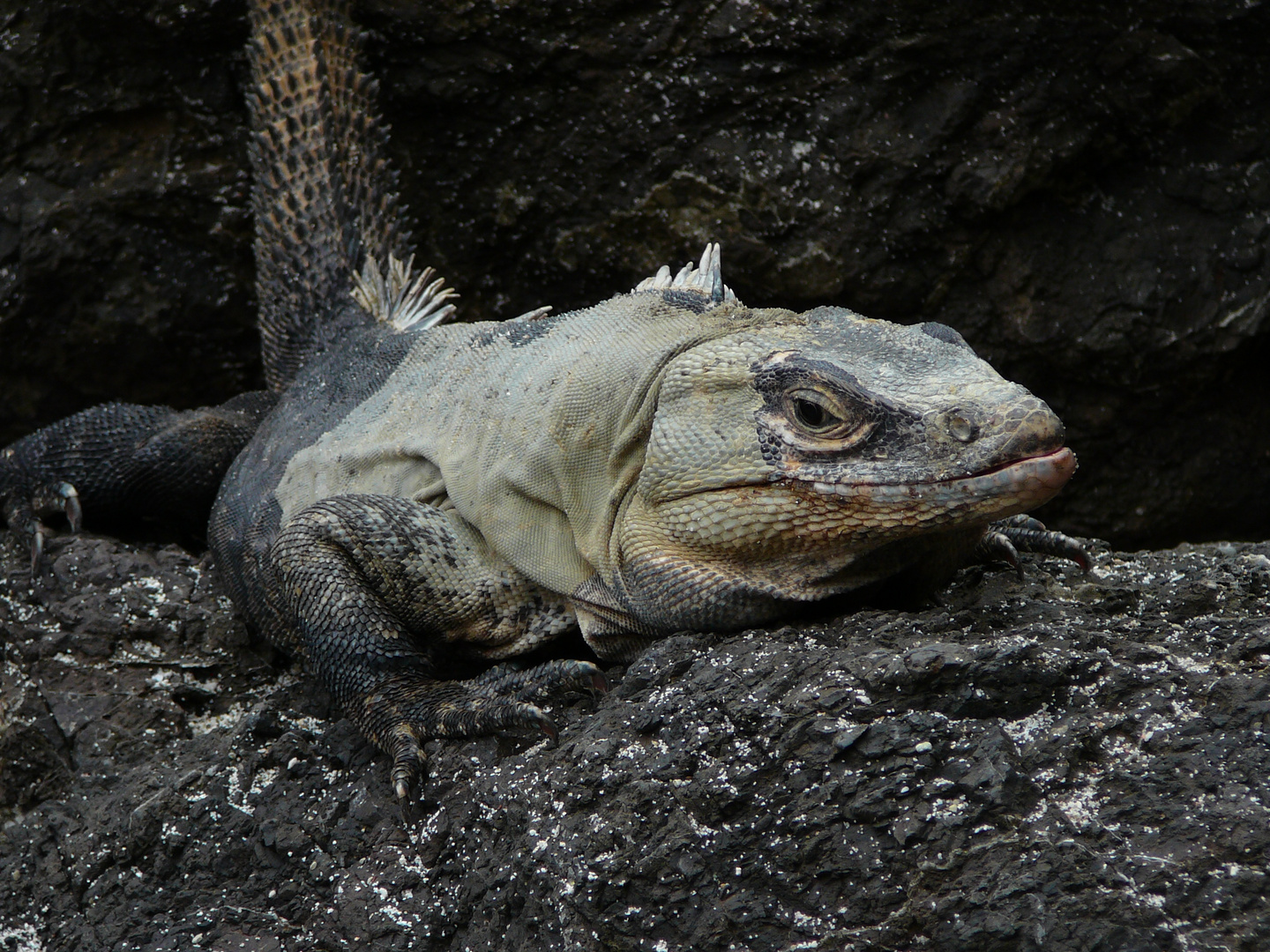 Leguan Foto & Bild | tiere, wildlife, amphibien & reptilien Bilder auf ...