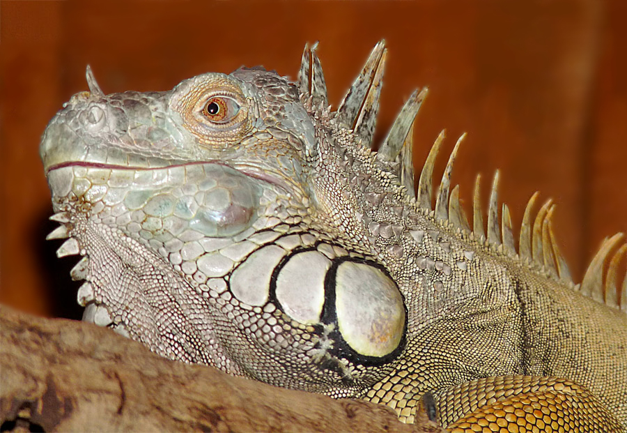 Leguan Foto & Bild | tiere, zoo, wildpark & falknerei, amphibien ...