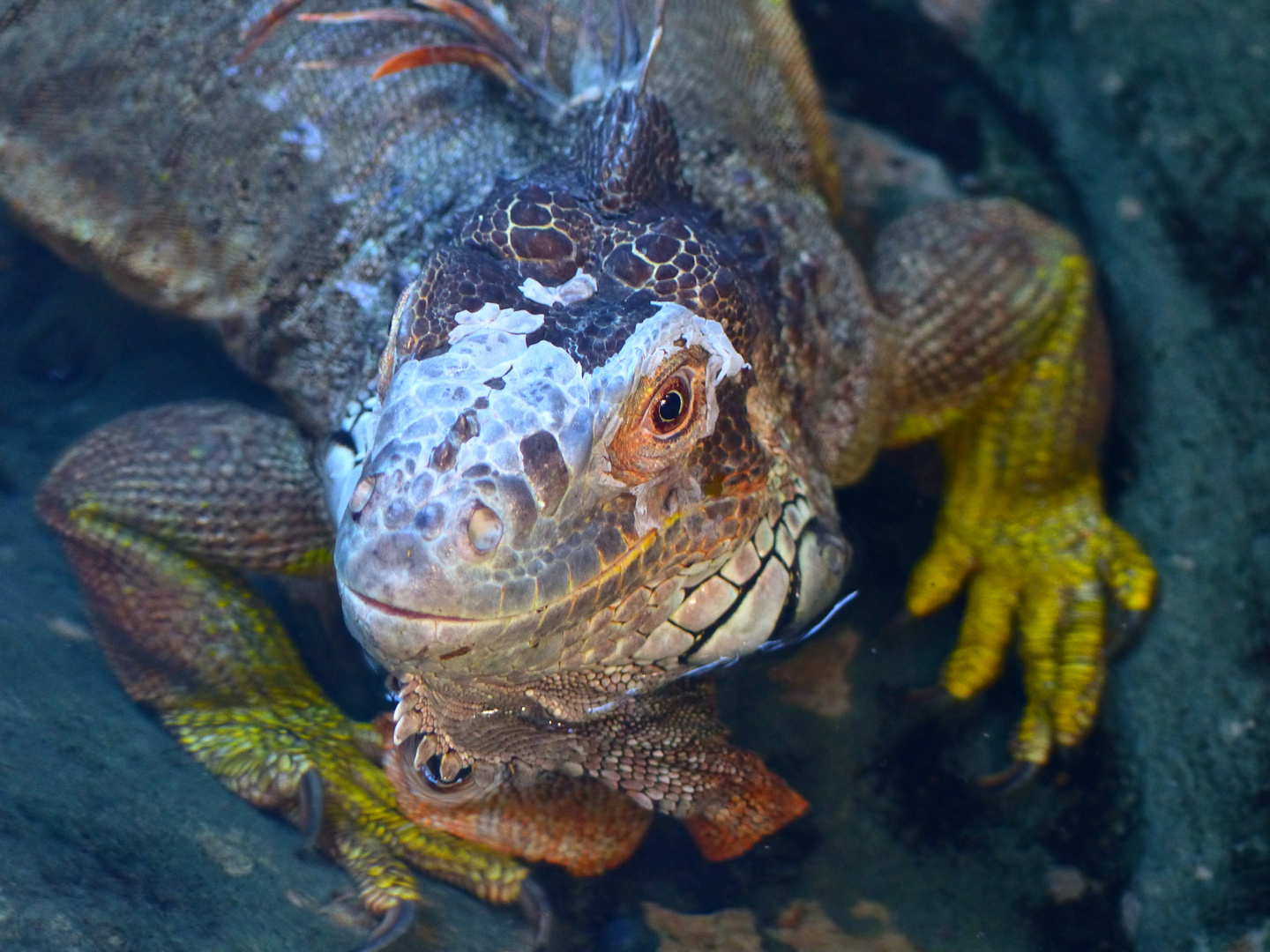 - Leguan der Grüne - Foto & Bild | tiere, zoo, wildpark & falknerei ...