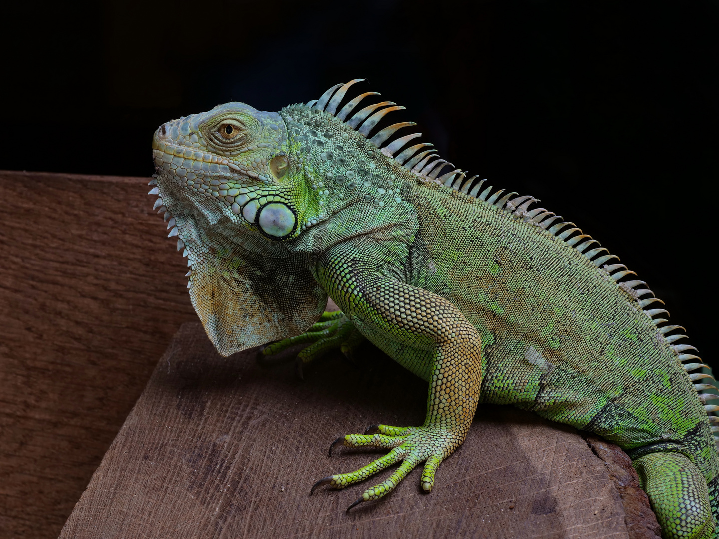 Leguan... Foto & Bild | tiere, echsen, zoo. Bilder auf fotocommunity