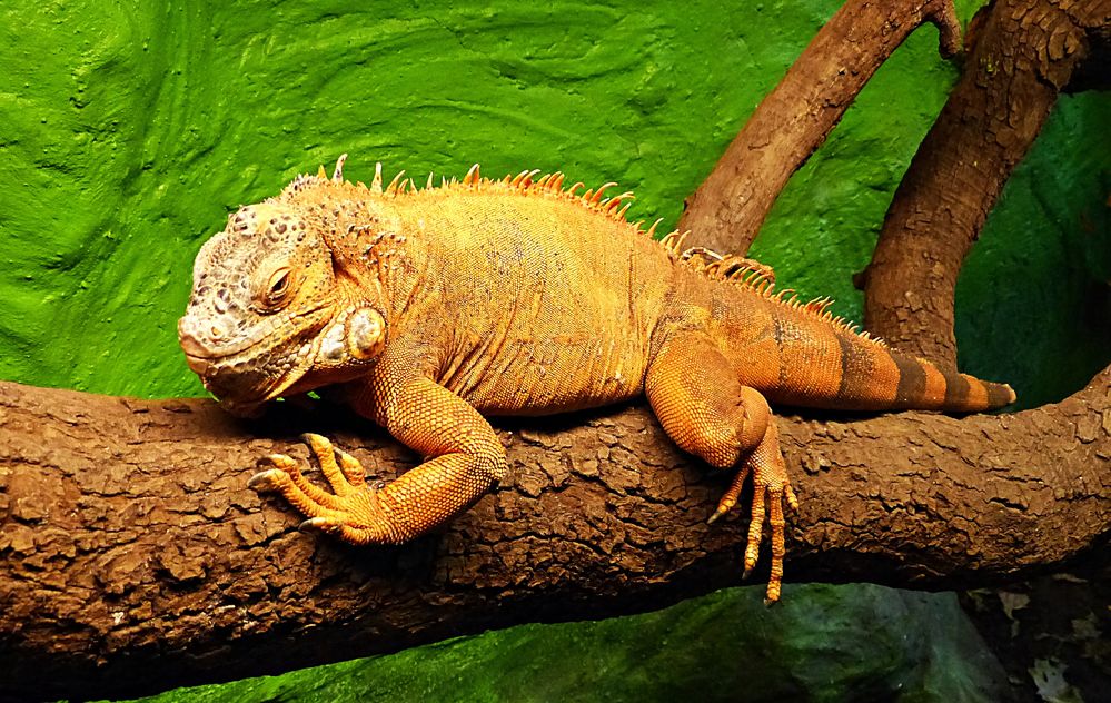 Leguan Foto & Bild | deutschland, europe, bayern Bilder auf fotocommunity