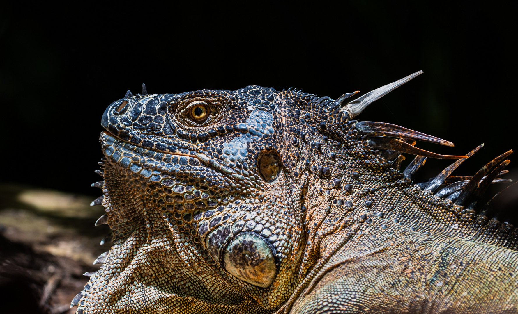 ___Leguan_______ Foto & Bild | tiere, wildlife, amphibien & reptilien ...