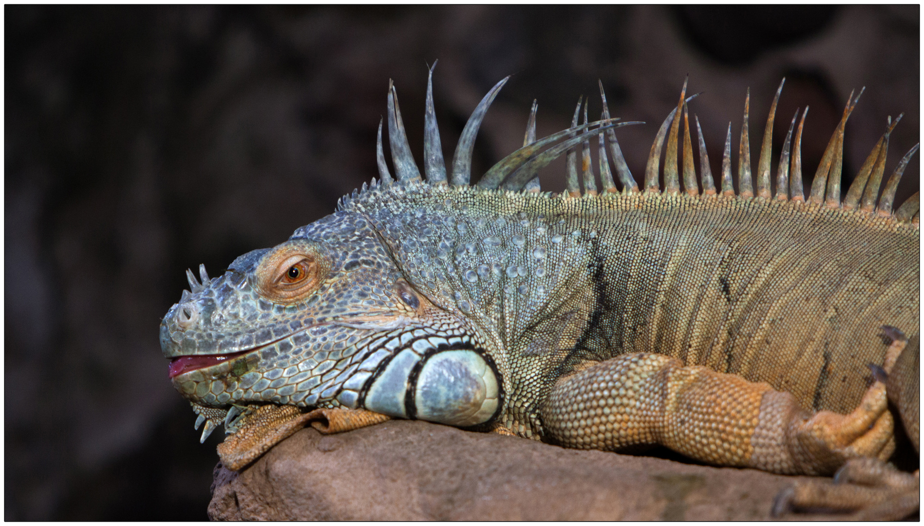 Leguan Foto & Bild | tiere, zoo, wildpark & falknerei, amphibien ...