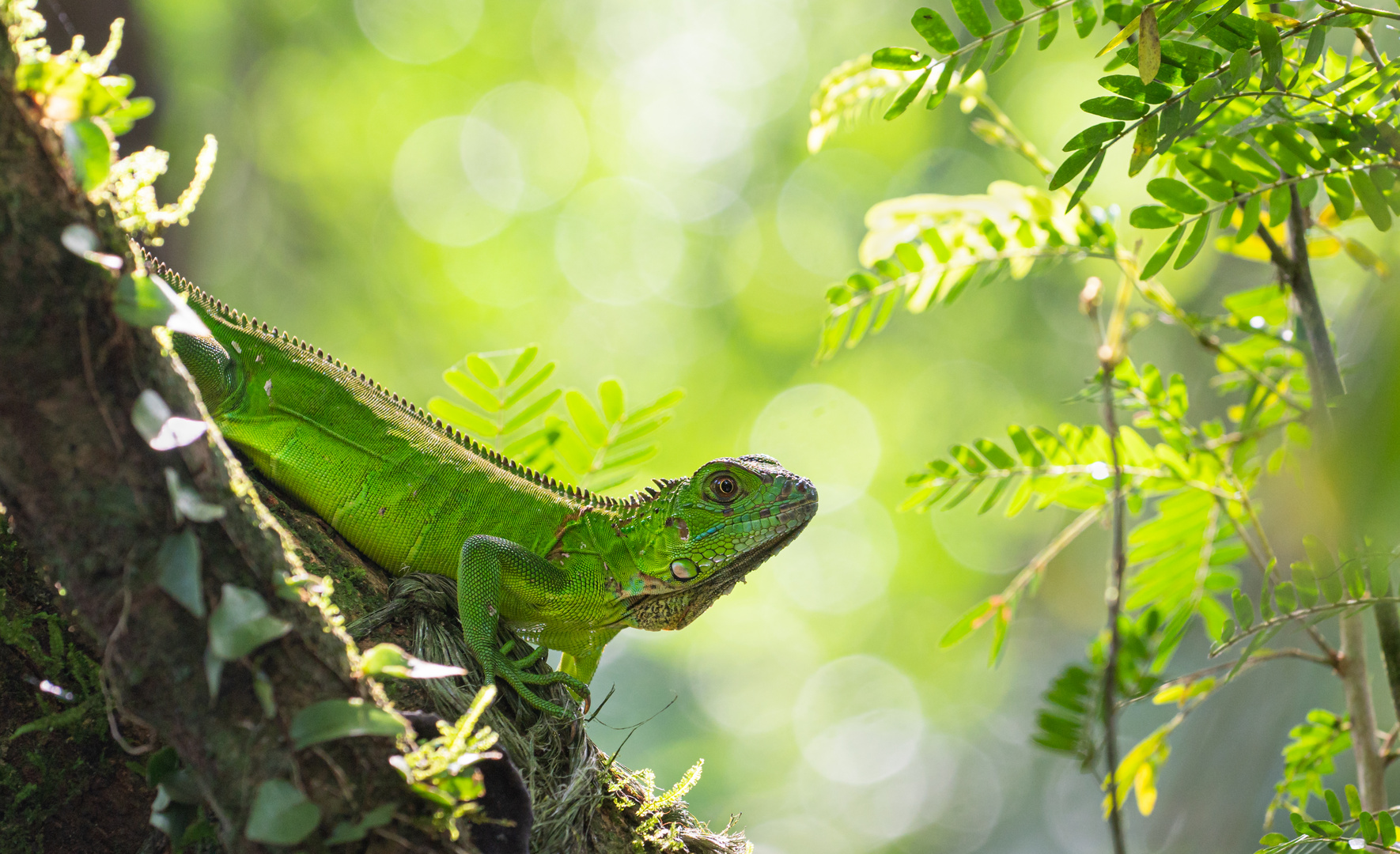 ___Leguan_________ Foto & Bild | makro, baum, natur Bilder auf ...