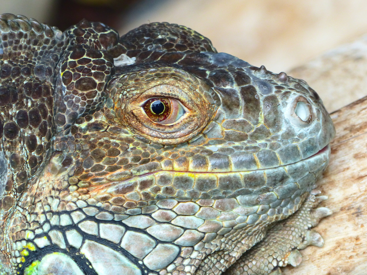 - Leguan face - Foto & Bild | tiere, zoo, wildpark & falknerei ...