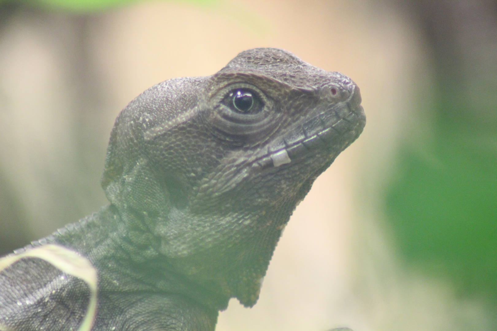 Leguan Foto & Bild | tiere, zoo, wildpark & falknerei, amphibien ...