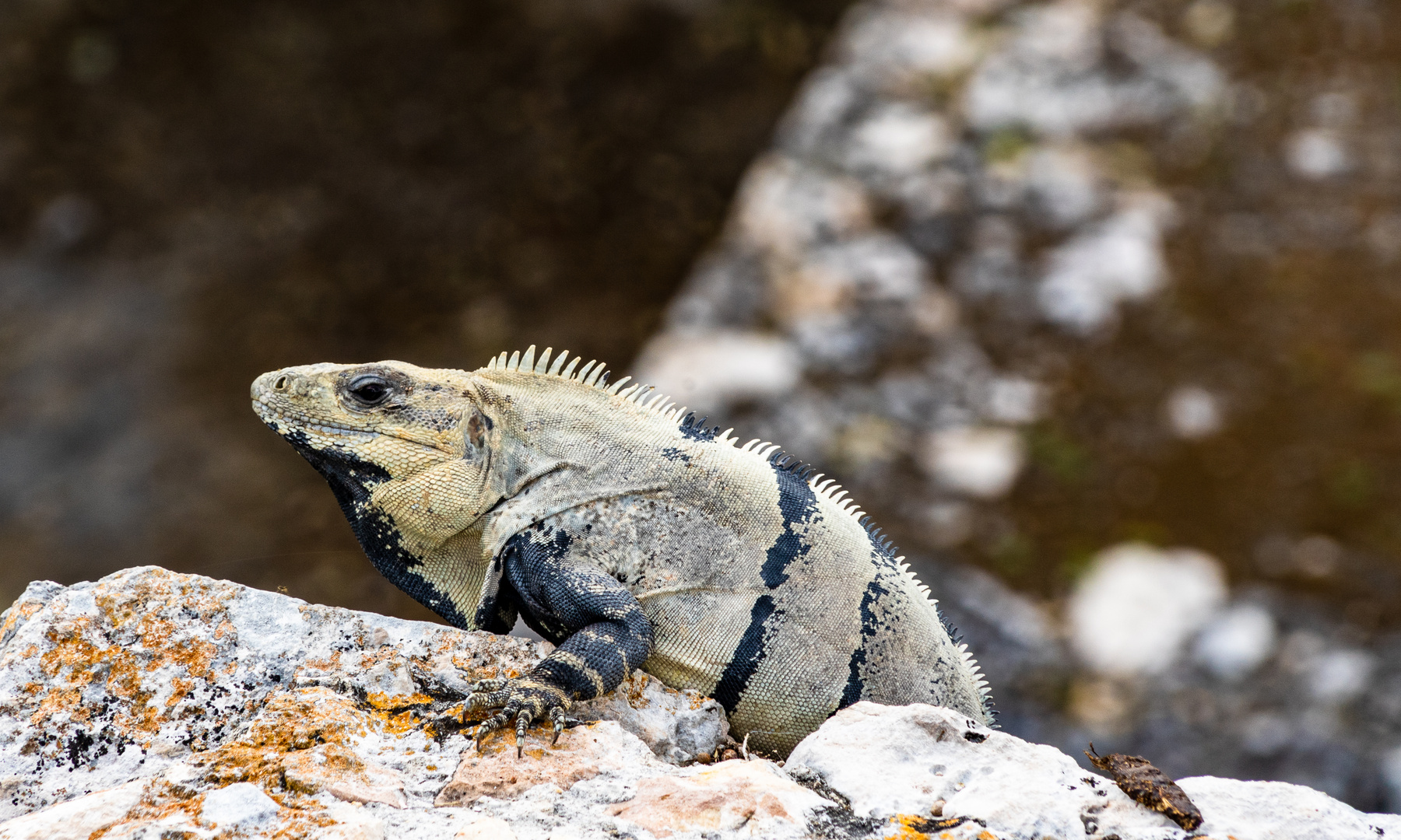 Leguan I Foto & Bild | world, natur, mexico Bilder auf fotocommunity