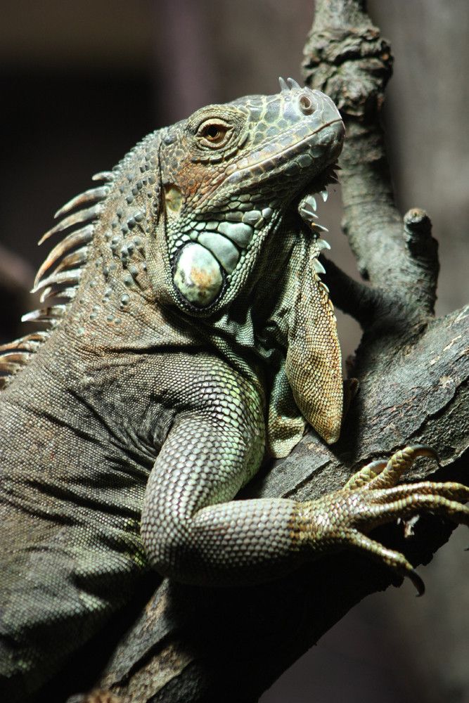 Leguan in Positur Foto & Bild | tiere, zoo, wildpark & falknerei ...