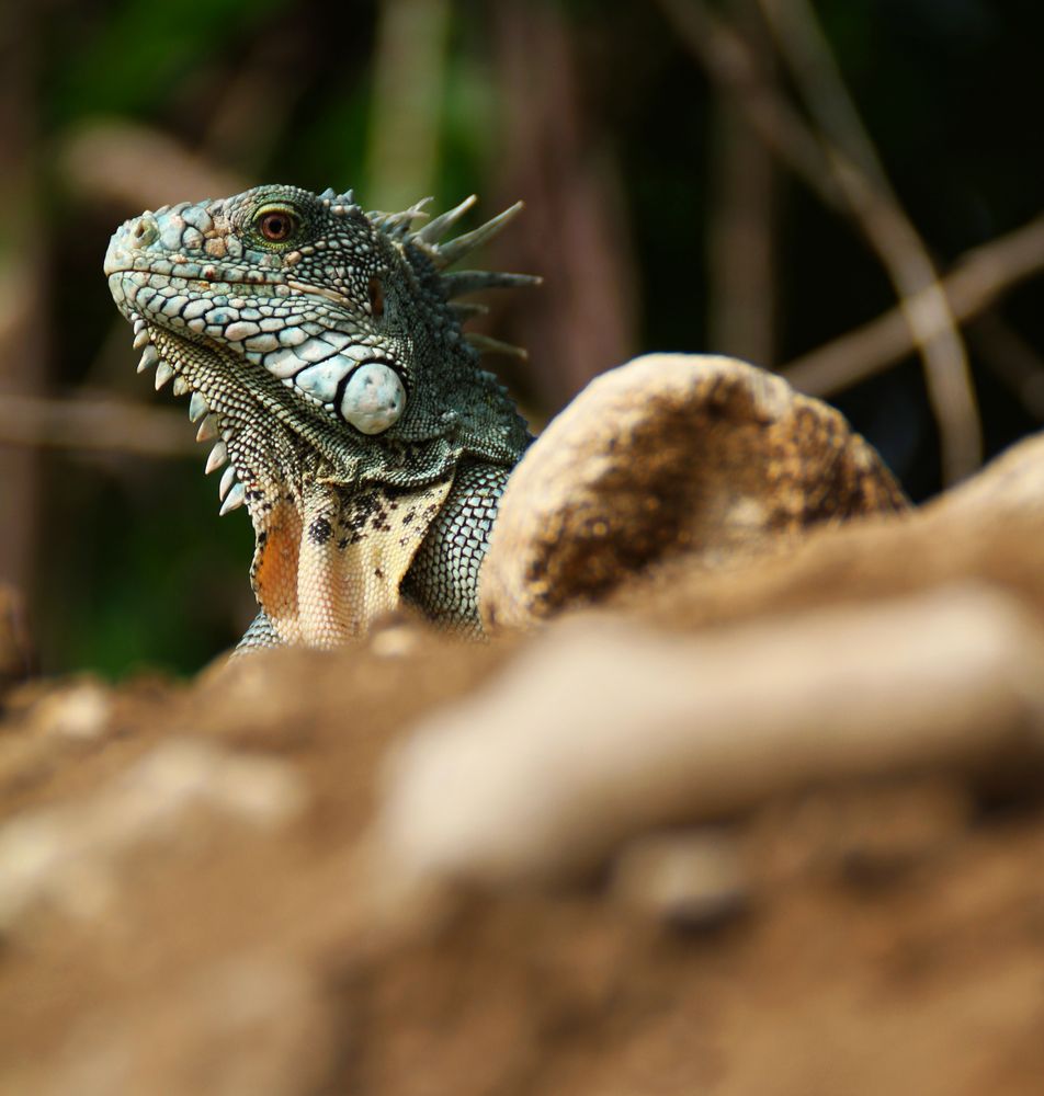 Leguan - King of the Hill Foto & Bild | tiere, wildlife, amphibien ...