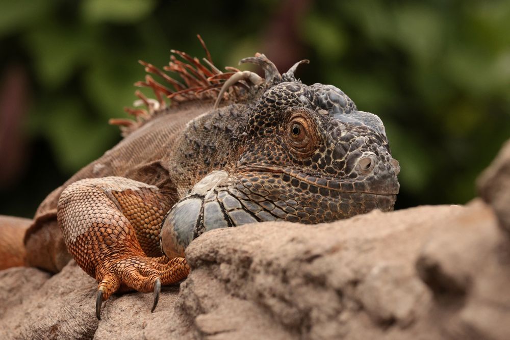 Leguan, Zoo Leipzig Foto & Bild | natur, zoo, tiere Bilder auf ...