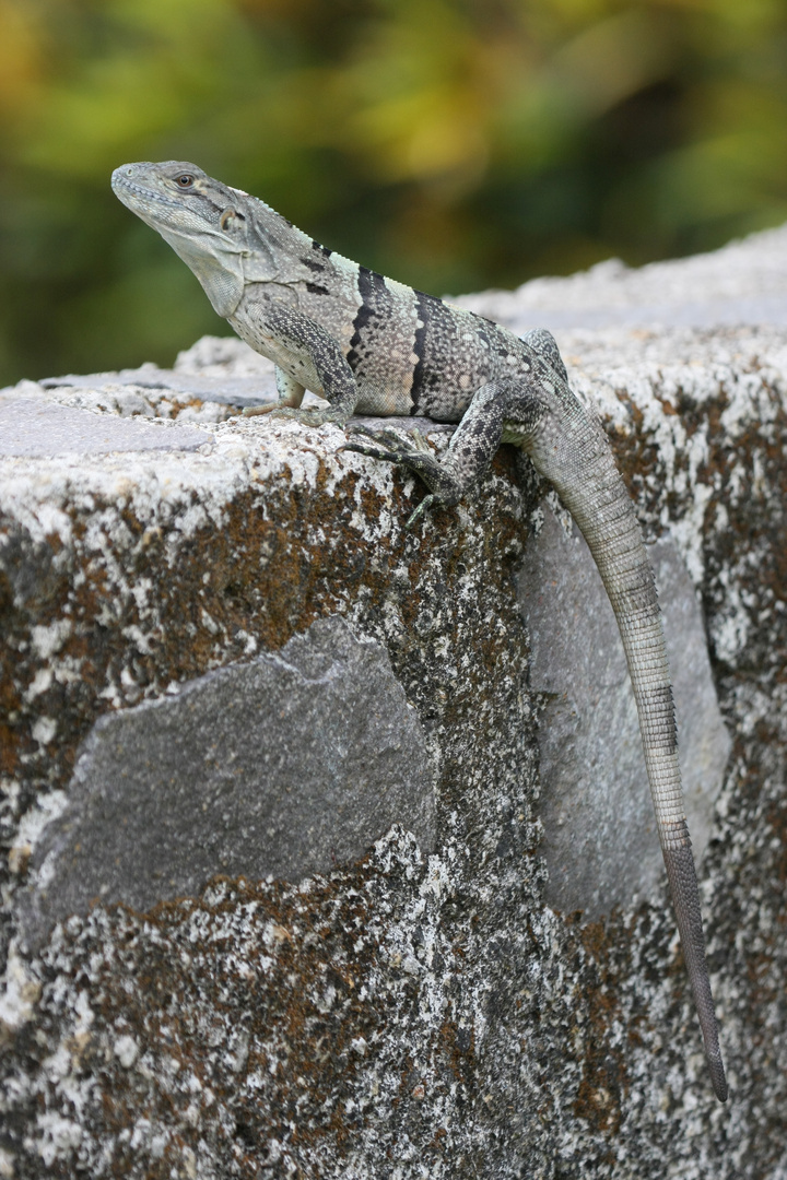 Leguan_1 Foto & Bild | north america, central america, tiere Bilder auf ...