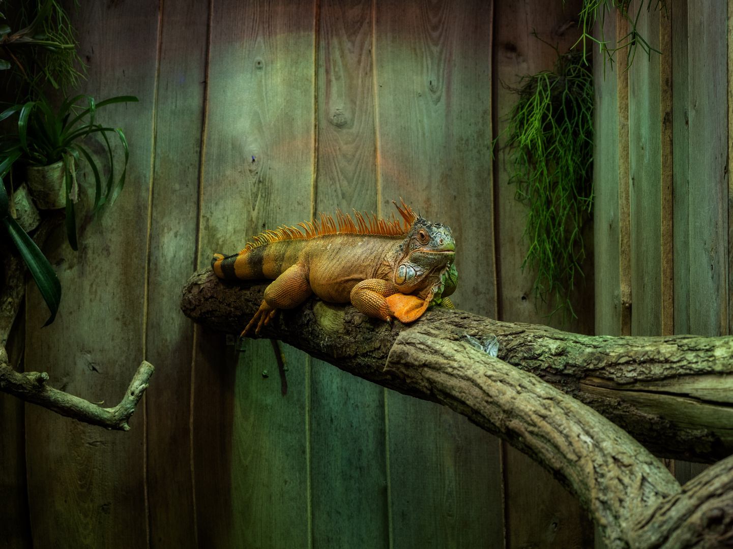 Leguan2 Foto & Bild | natur, zoo, tiere Bilder auf fotocommunity