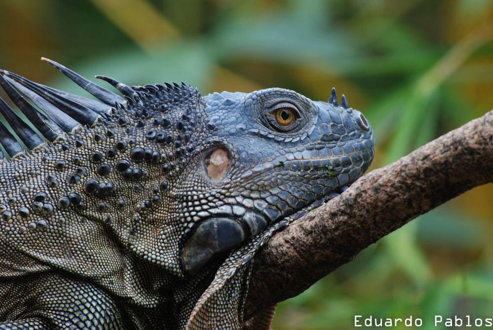 Leguane Foto & Bild | tiere, wildlife, amphibien & reptilien Bilder auf ...