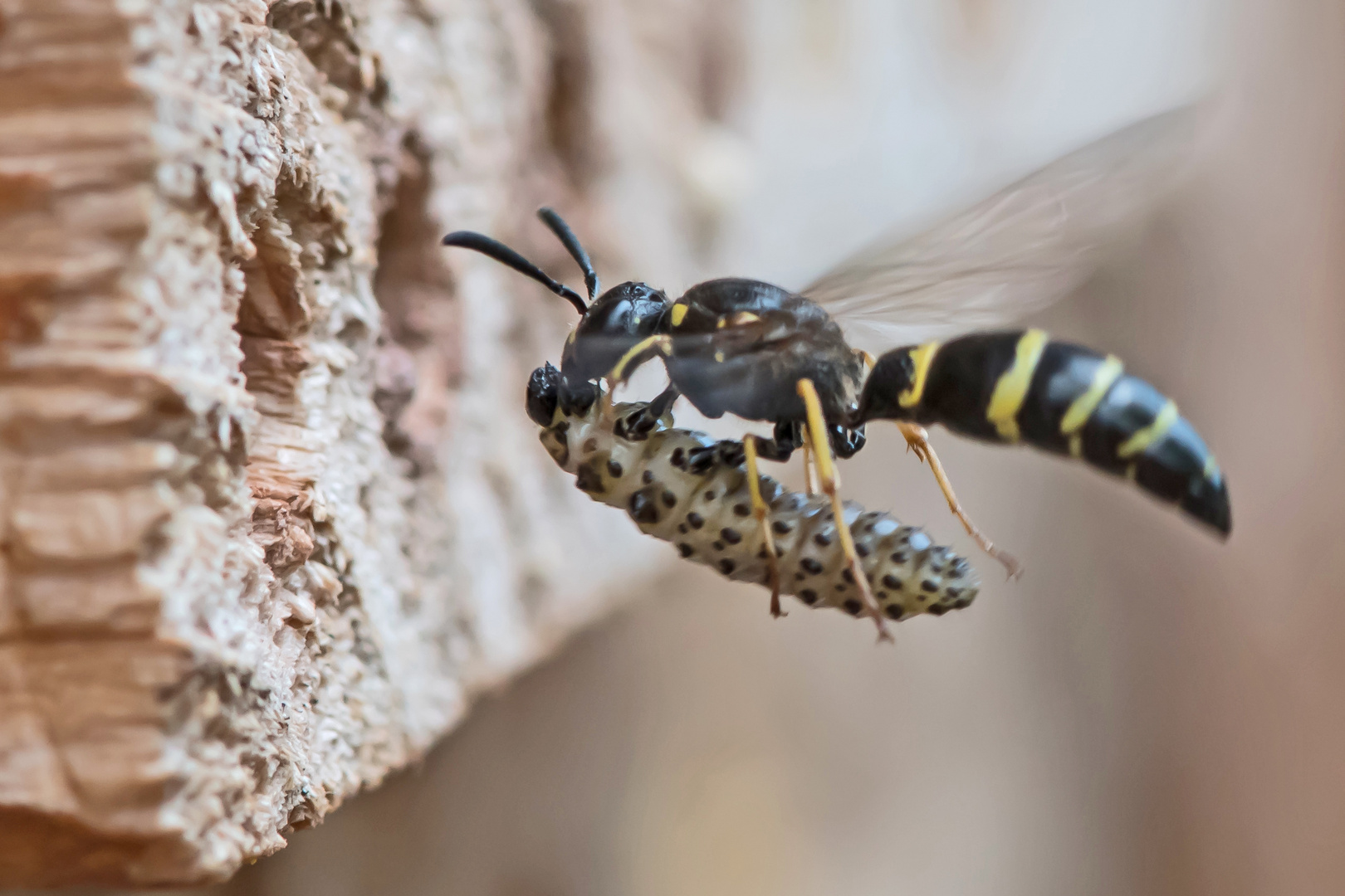 Lehmwespe Faltenwespen (Eumeninae) Foto & Bild | natur, insekten, tiere Bilder auf fotocommunity