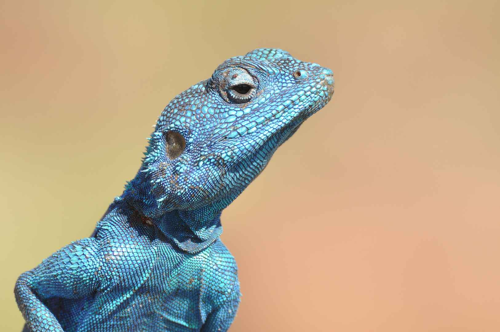 Leicht arrogantes Model Foto & Bild | tiere, wildlife, amphibien ...