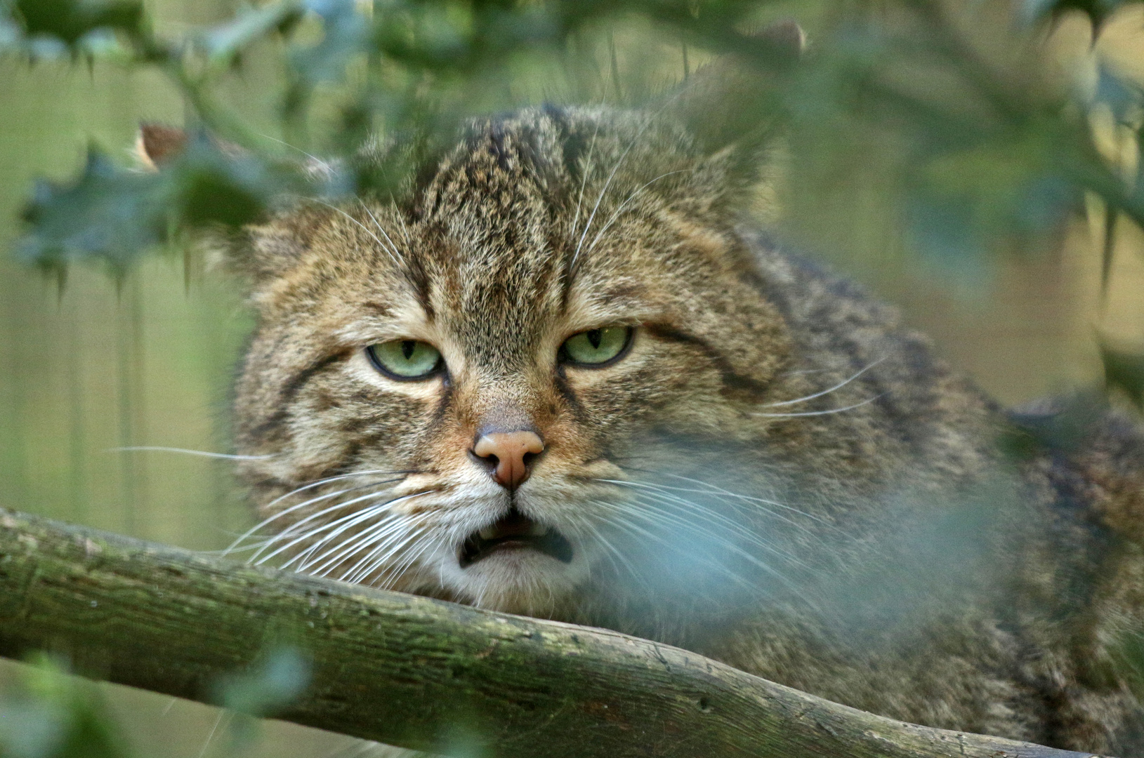 Leicht genervt... Foto & Bild | tiere, zoo, wildpark & falknerei ...