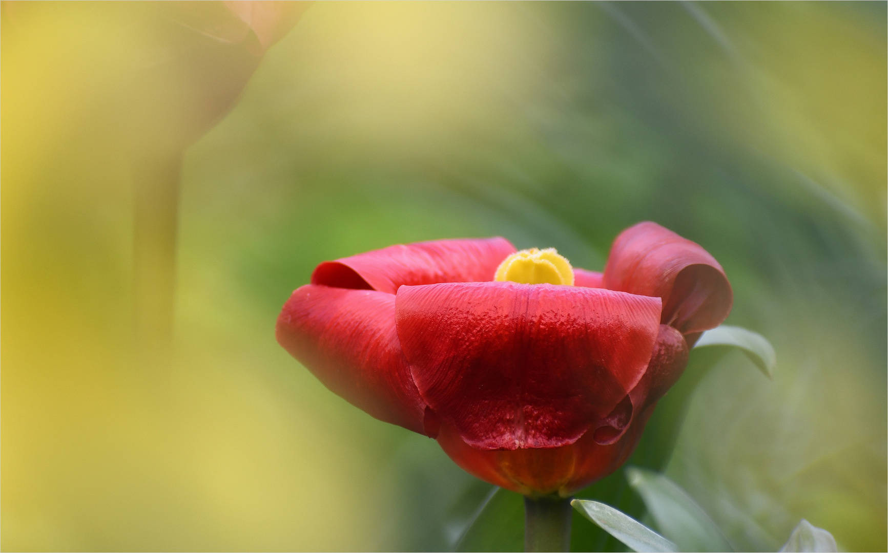 *Leicht verwelkt & schön* Foto & Bild | tulpen, frühling, natur Bilder auf fotocommunity