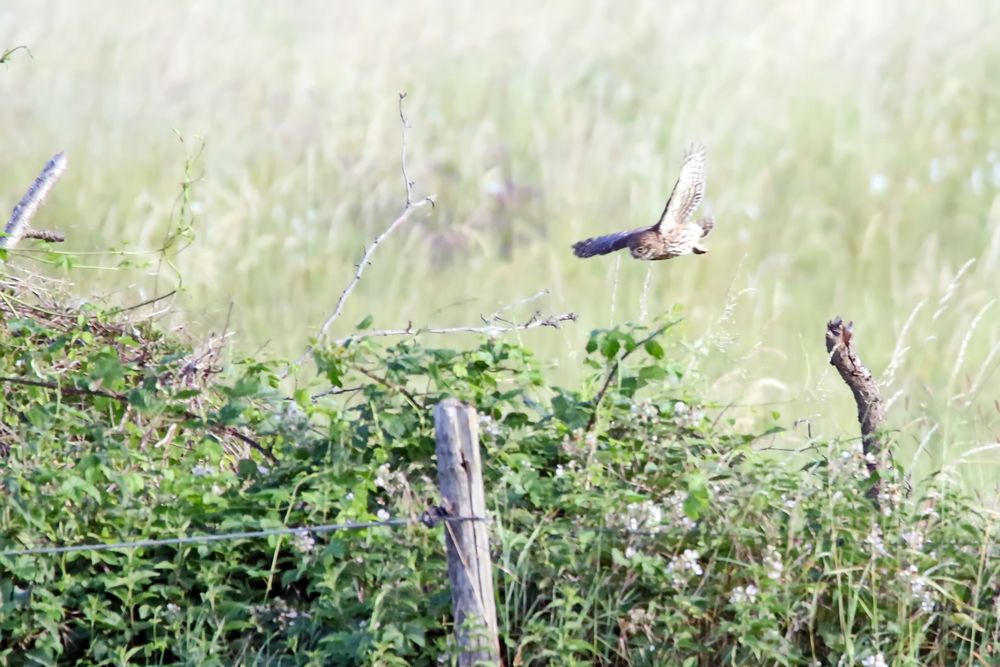 leider... (Doku) Foto & Bild | natur, tiere, vögel Bilder auf fotocommunity