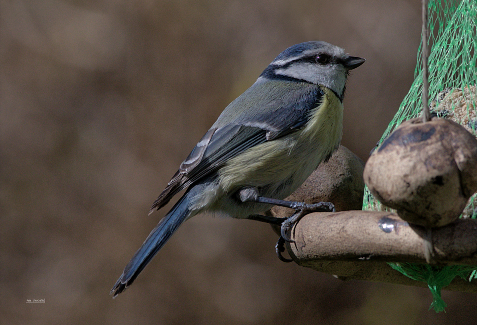 Leise eine Meise Foto & Bild | dokumentation, frühling, natur Bilder ...