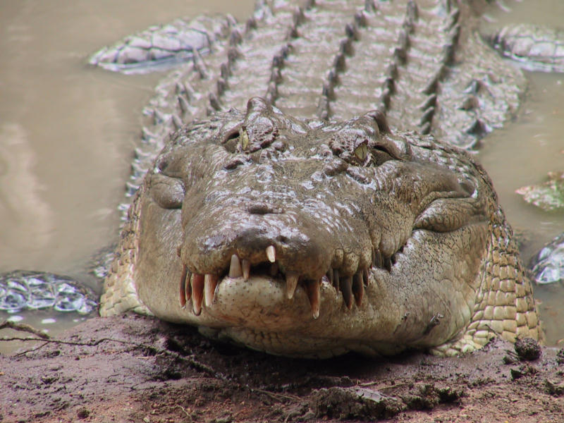 Leistenkrokodil Foto & Bild | australia & oceania, australia ...