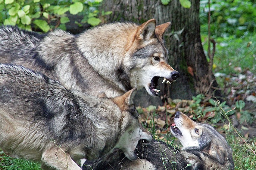 fotocommunity Portfolio von Ralph Rapp